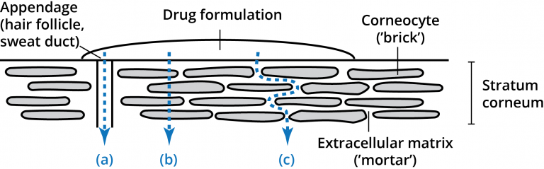 The Difference Between Topical and Transdermal Medications | Gensco Pharma