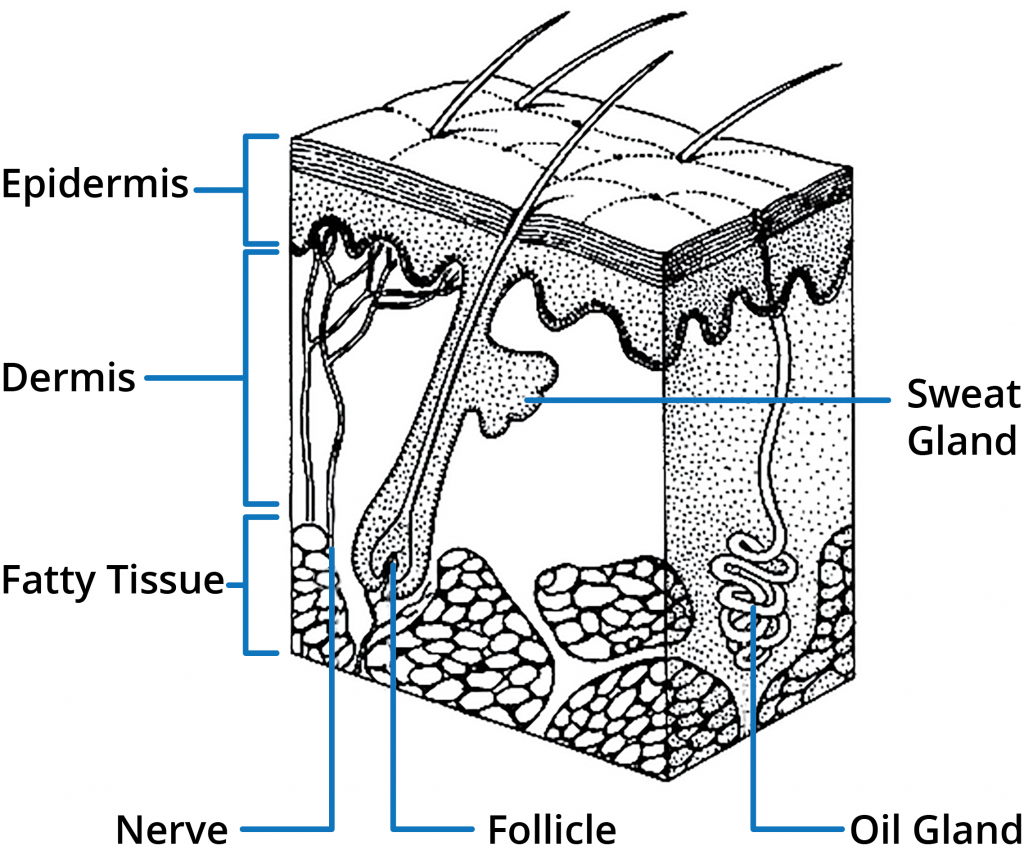 The Difference Between Topical and Transdermal Medications | Gensco Pharma